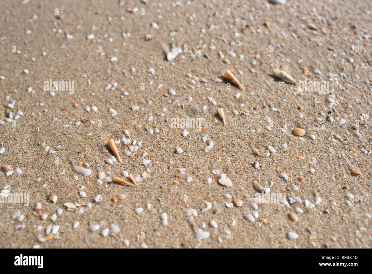 broken shells on a beach sand in bright daylight. concept of holiday ...