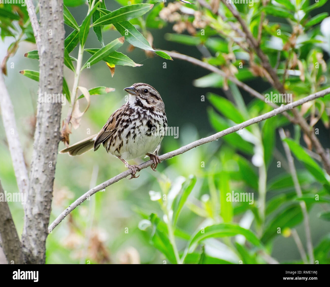 Song Sparrow (Melospiza melodia) at the Sepulveda Basin Wildlife ...