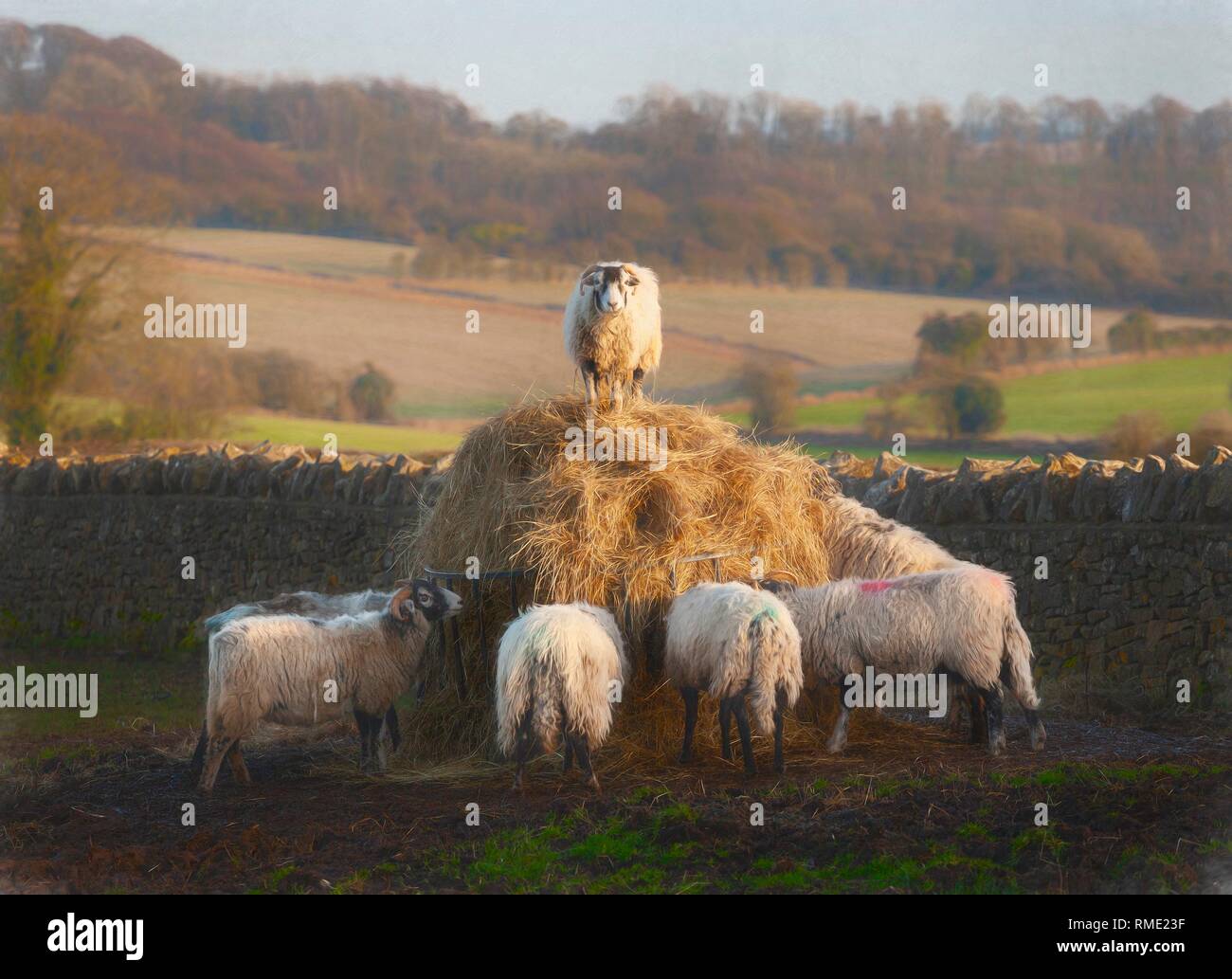 Sheep, Cotswolds, England Stock Photo - Alamy