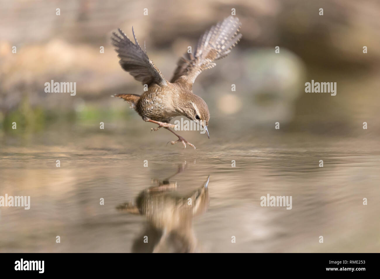 Incredible moment, the little Eurasian wren in flight over the river ...