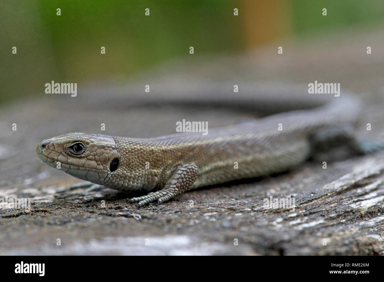 Common Lizard (Zootoca vivipara Stock Photo - Alamy