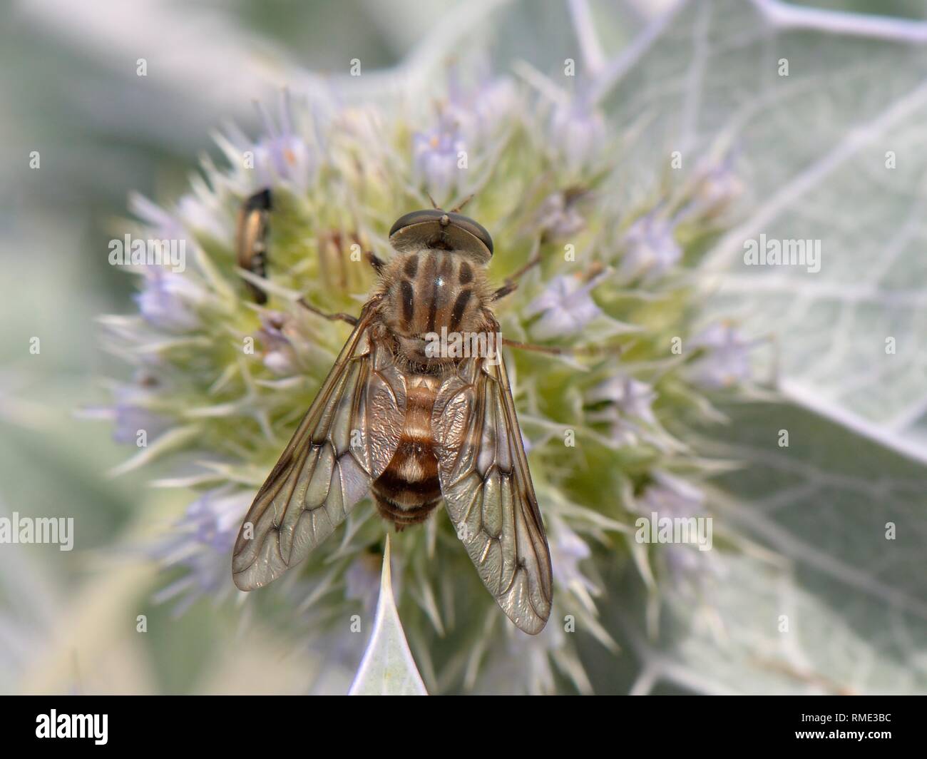 Endemic insects hi-res stock photography and images - Alamy