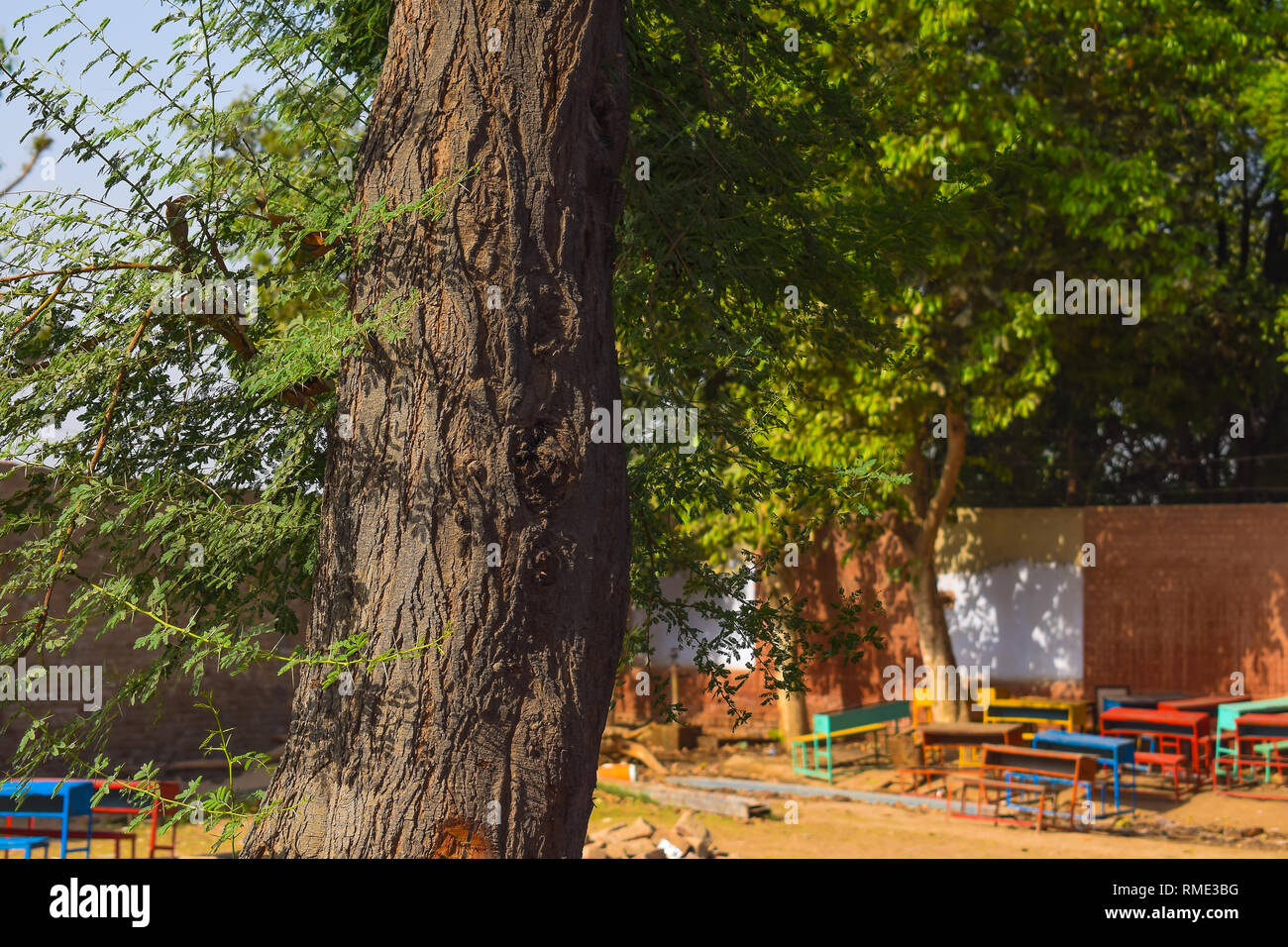 Tree stem hi-res stock photography and images - Alamy