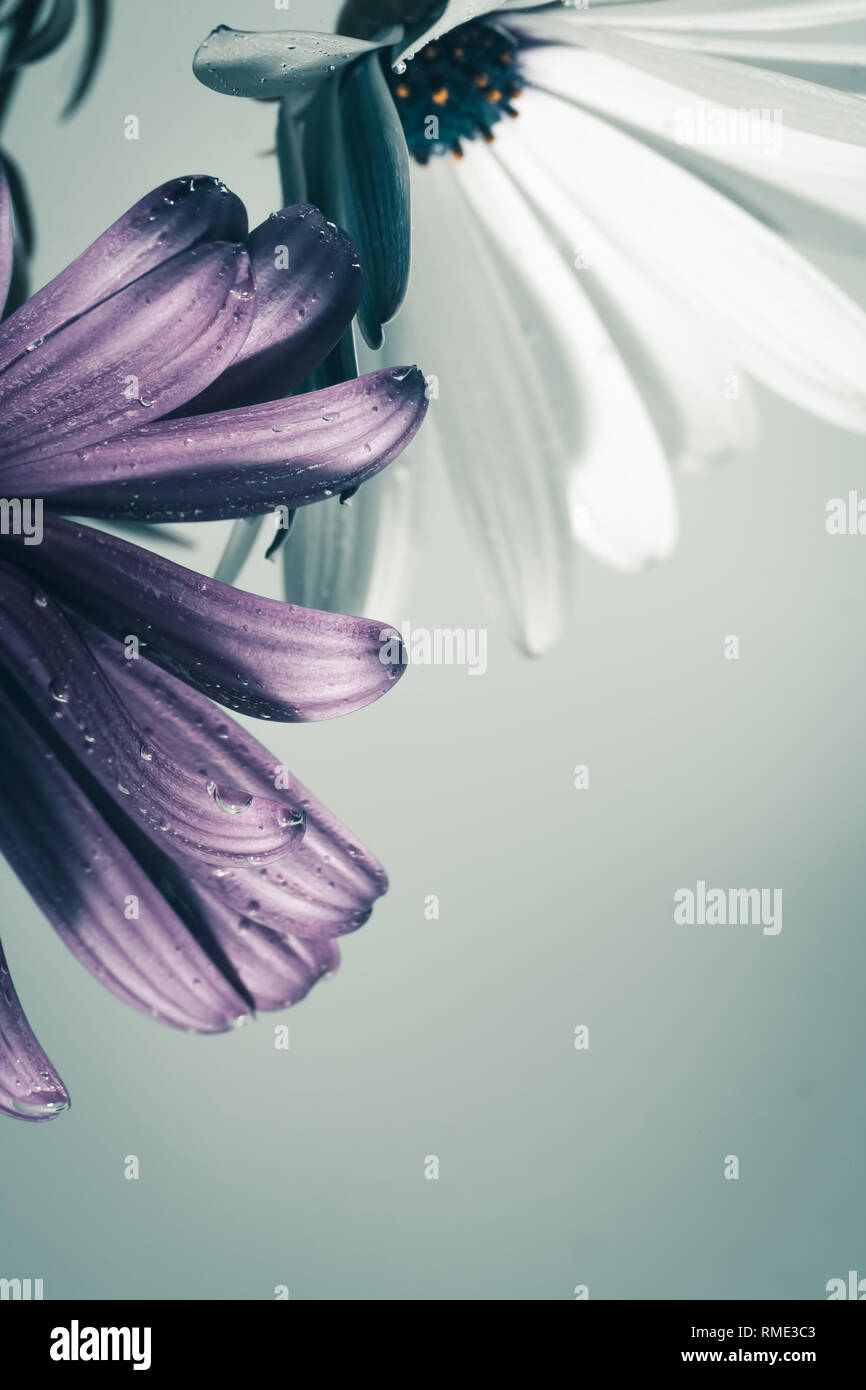 Underwater dancing hi-res stock photography and images - Alamy