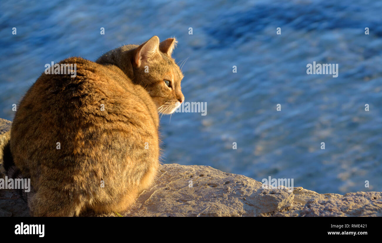 Lonely kitty hi-res stock photography and images - Alamy