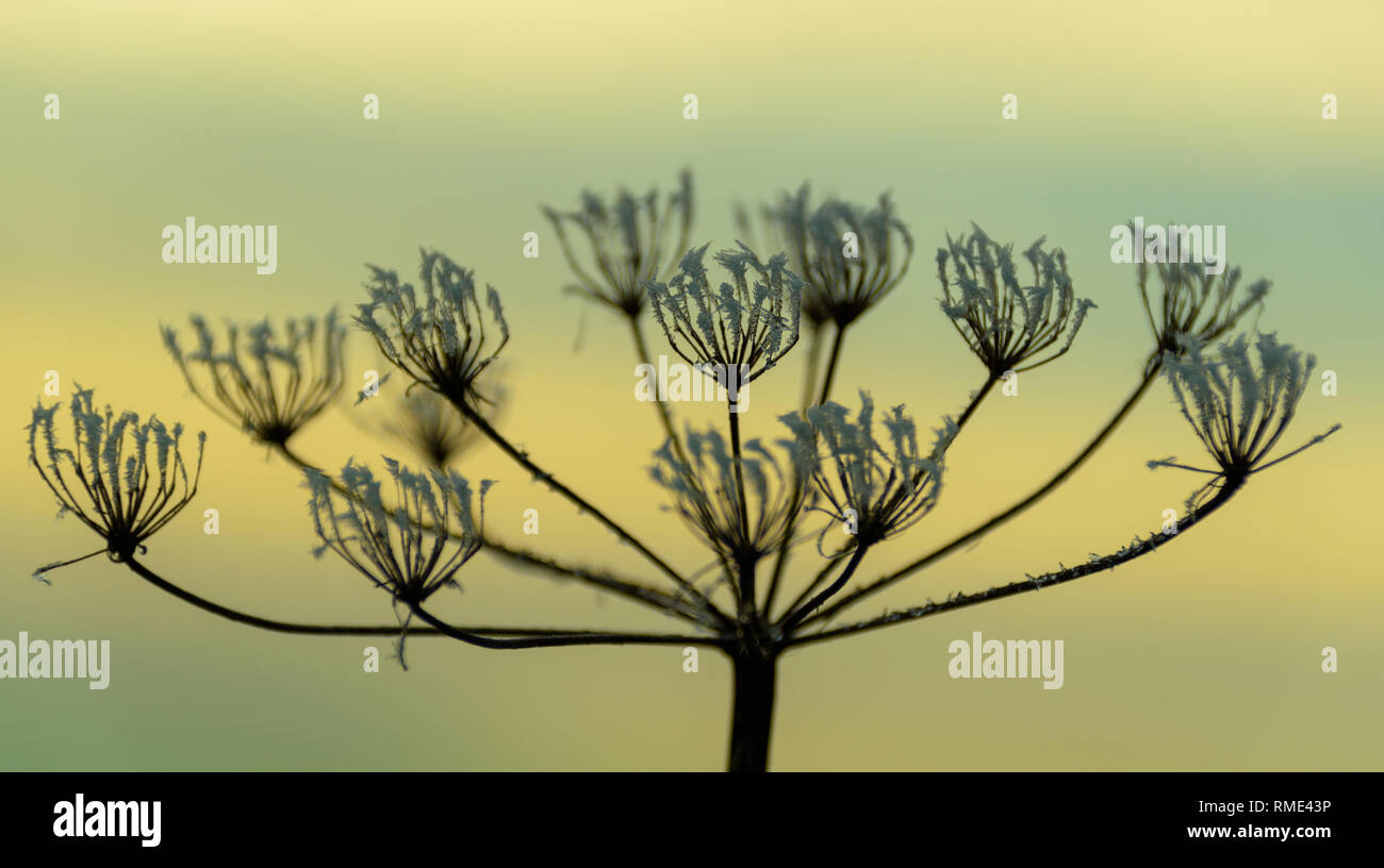 a frosty dried plant in natural backlight Stock Photo - Alamy