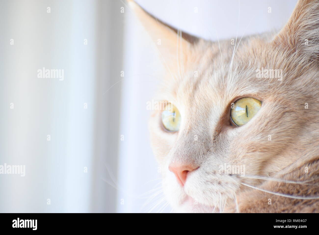 Slit cat eye hi-res stock photography and images - Alamy