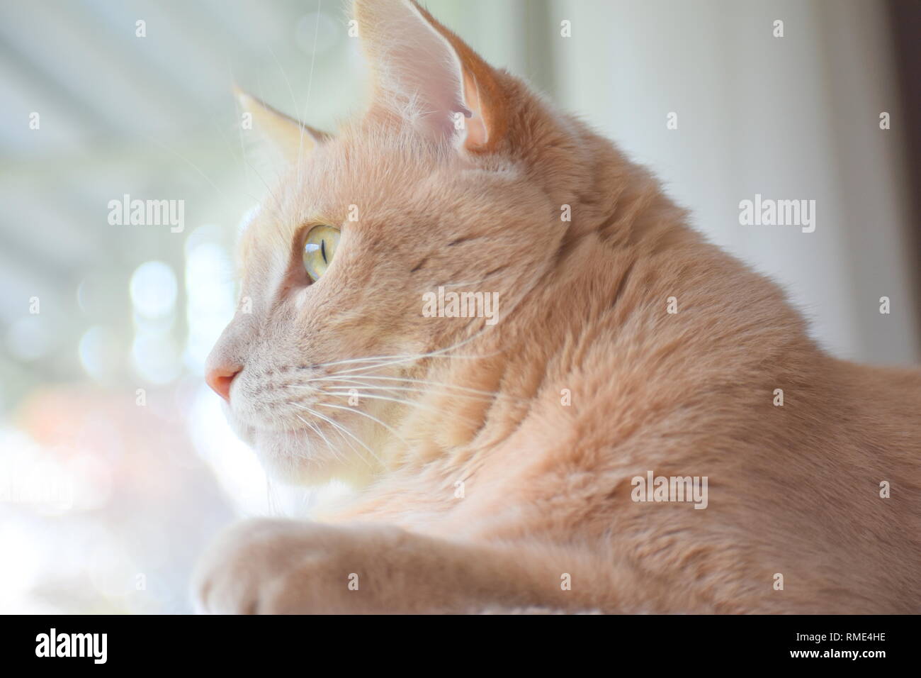 Cat up close hi-res stock photography and images - Alamy