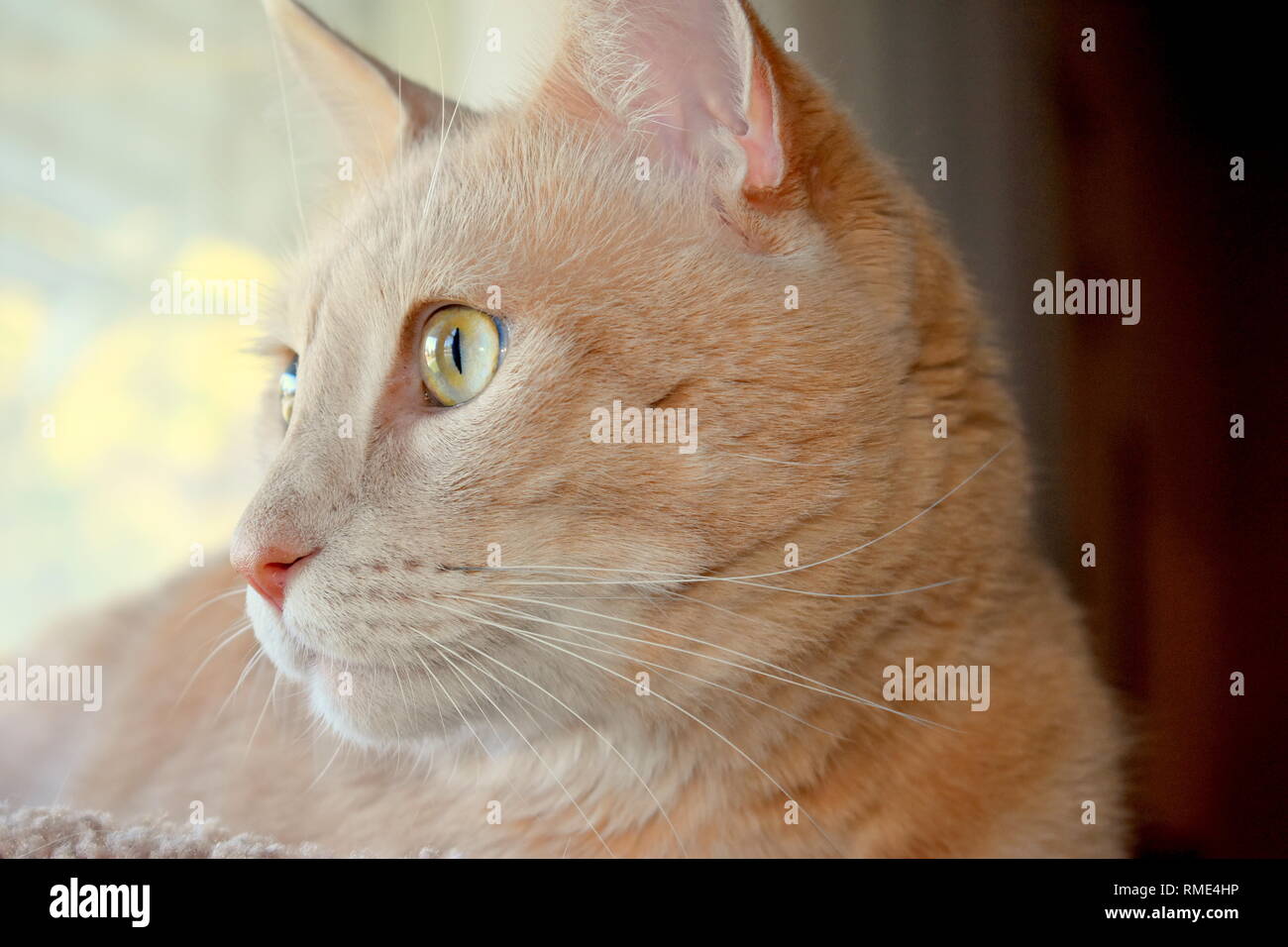 Profile of eye hi-res stock photography and images - Alamy