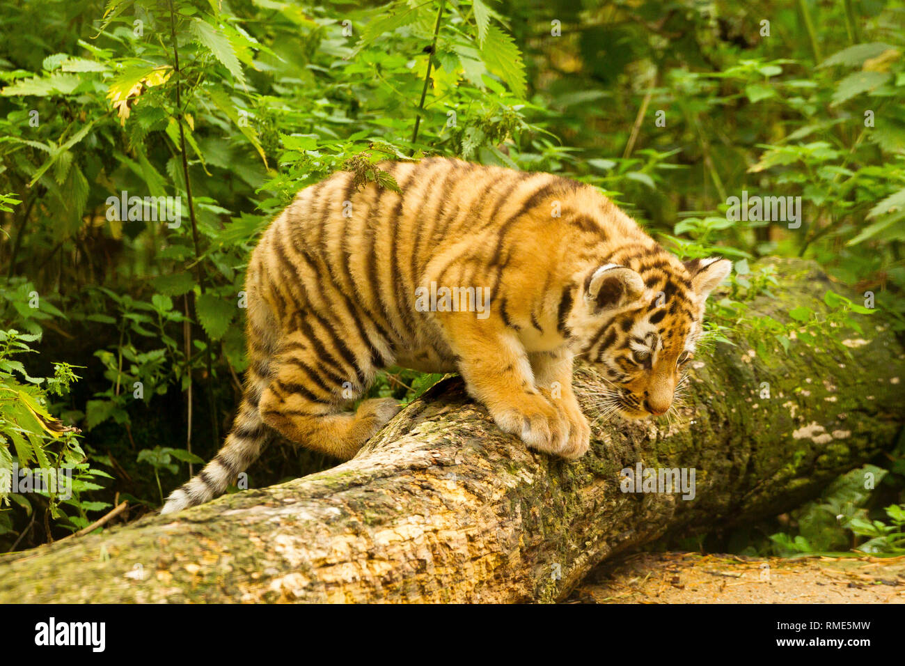 Siberian Tiger Cub Standing Panthera High Resolution Stock Photography ...