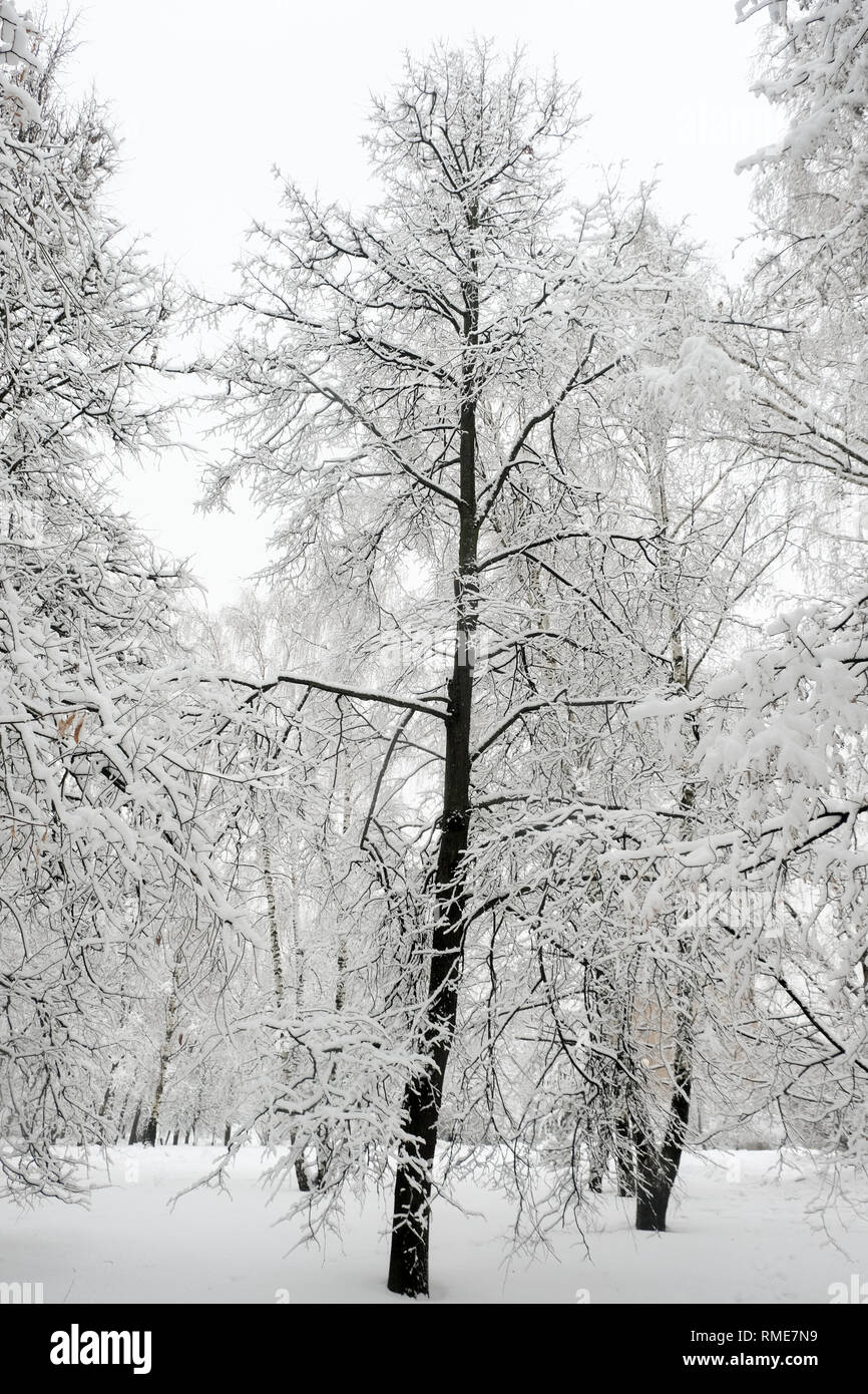Frozen white russian hi-res stock photography and images - Alamy