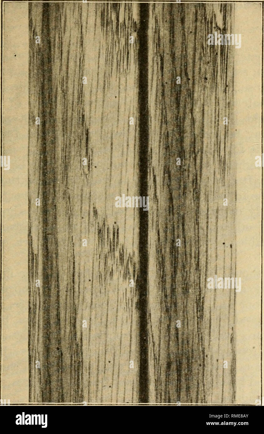. An annotated list of the important North American forest insects ...