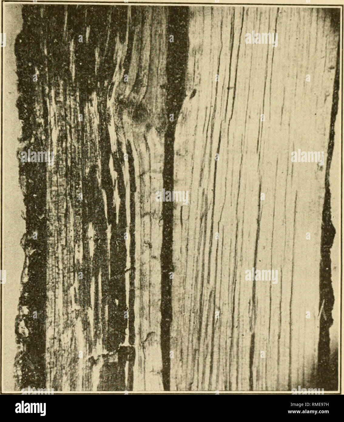 . An annotated list of the important North American forest insects ...