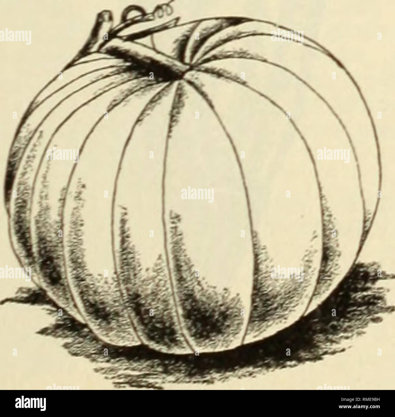 Fan de fandy hi-res stock photography and images - Alamy