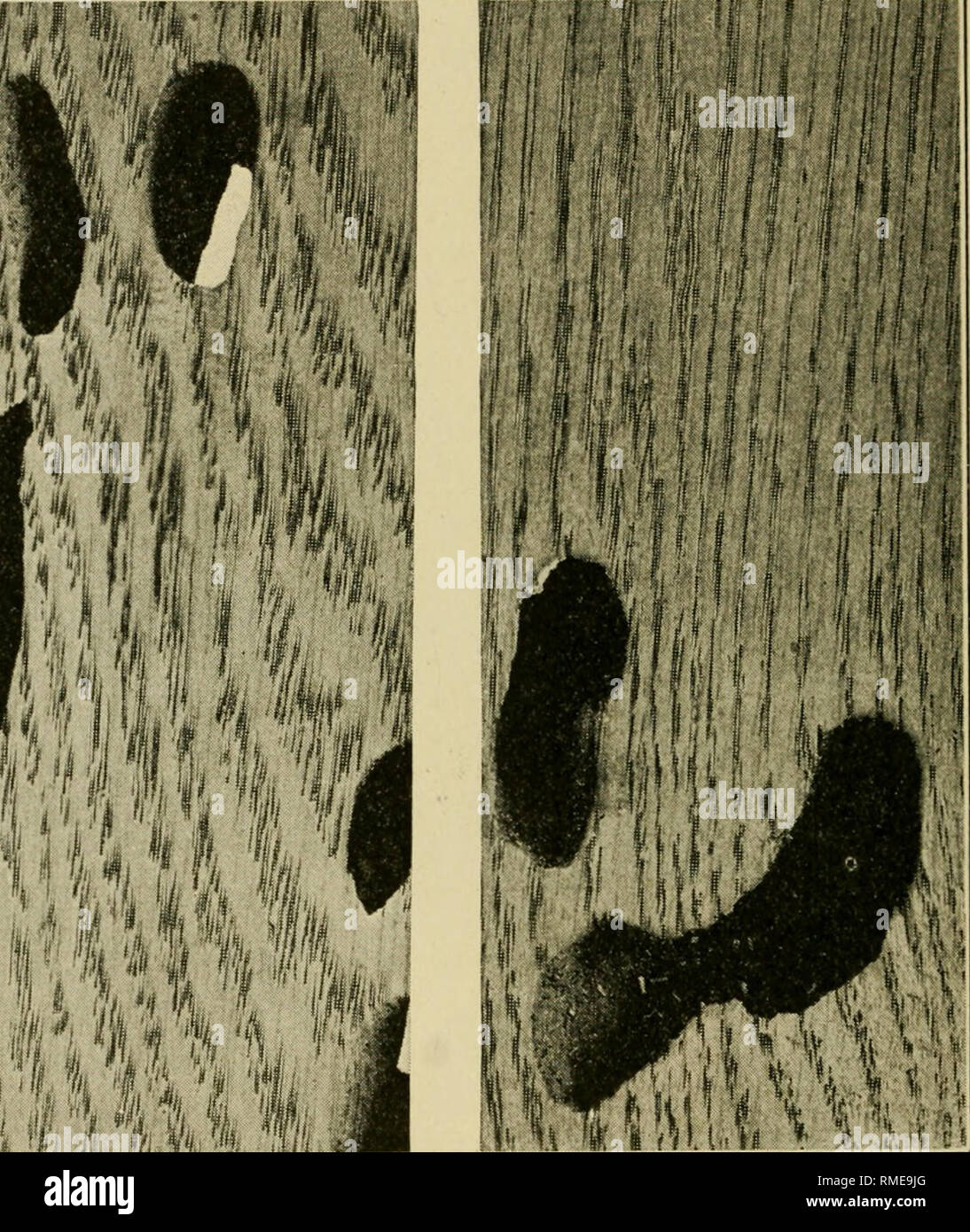 Preservatives timber hi-res stock photography and images - Alamy