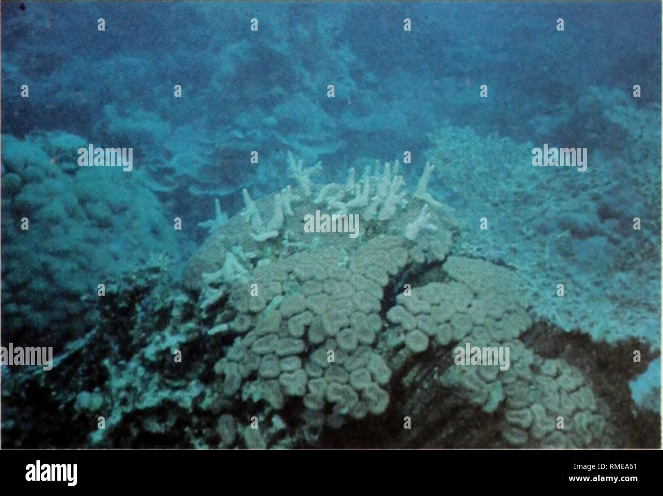 Chagos archipelago hi-res stock photography and images - Alamy