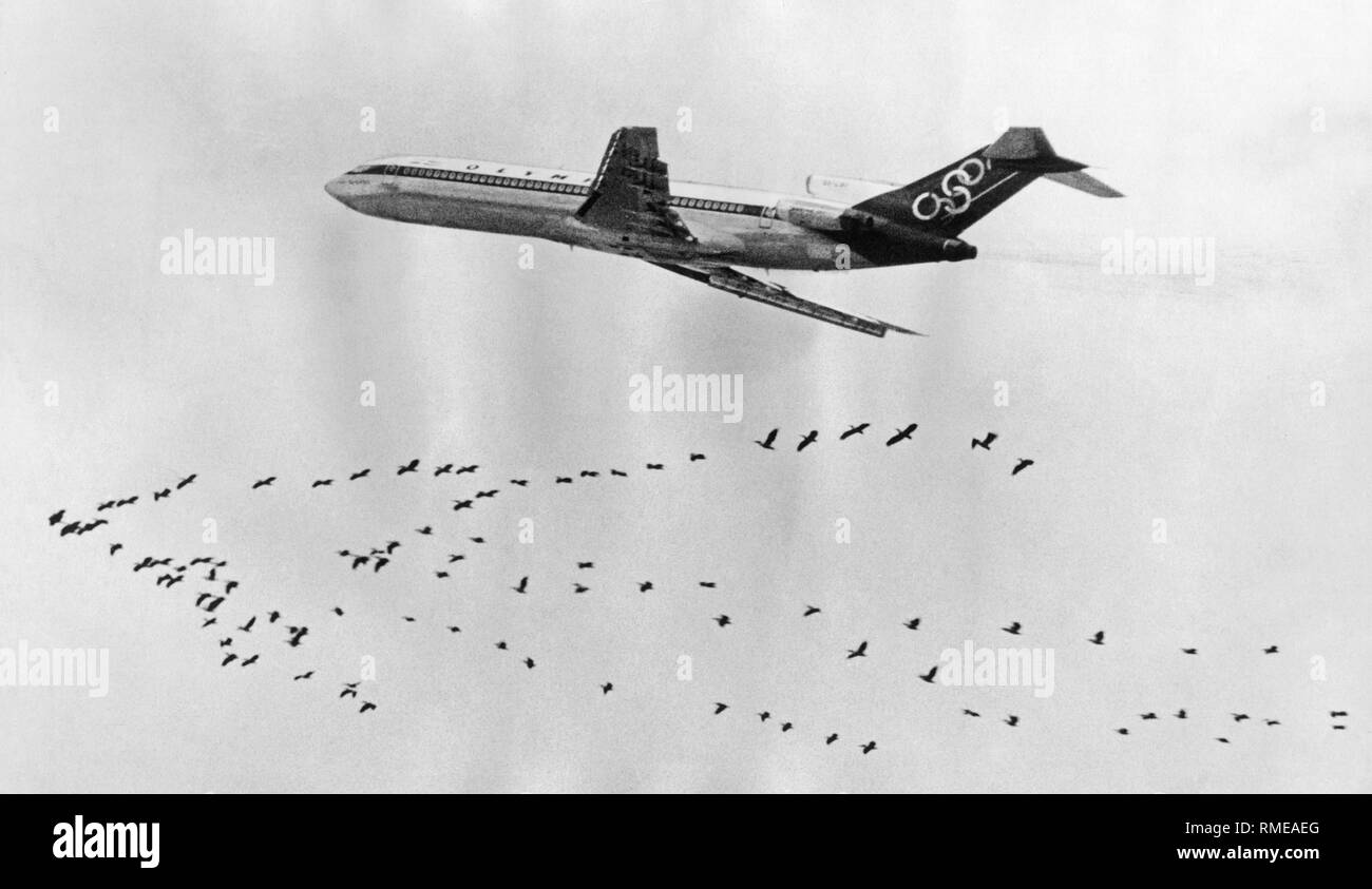 Airlines That Fly Birds