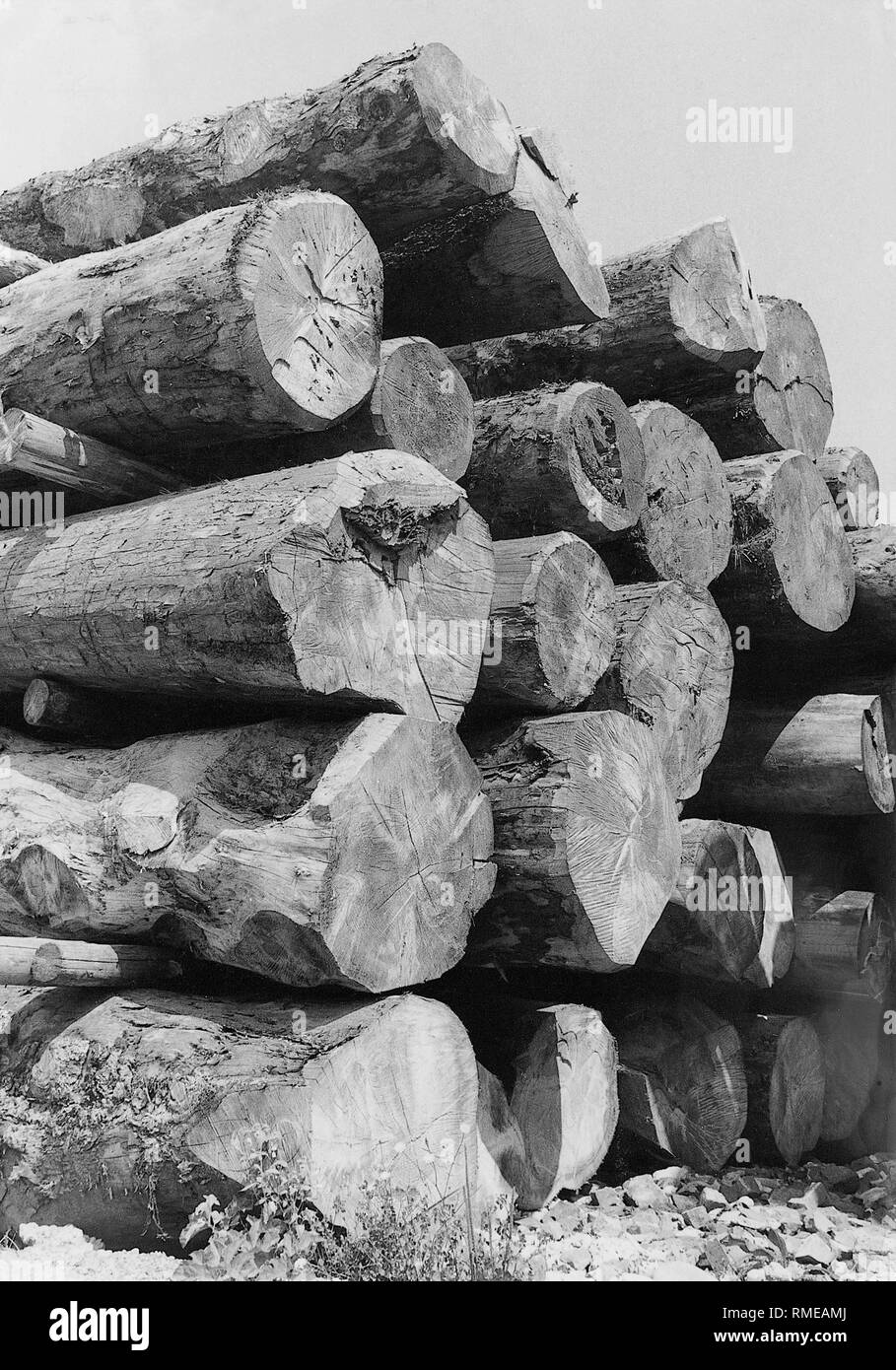 Tree trunks standing or fallen Black and White Stock Photos & Images ...