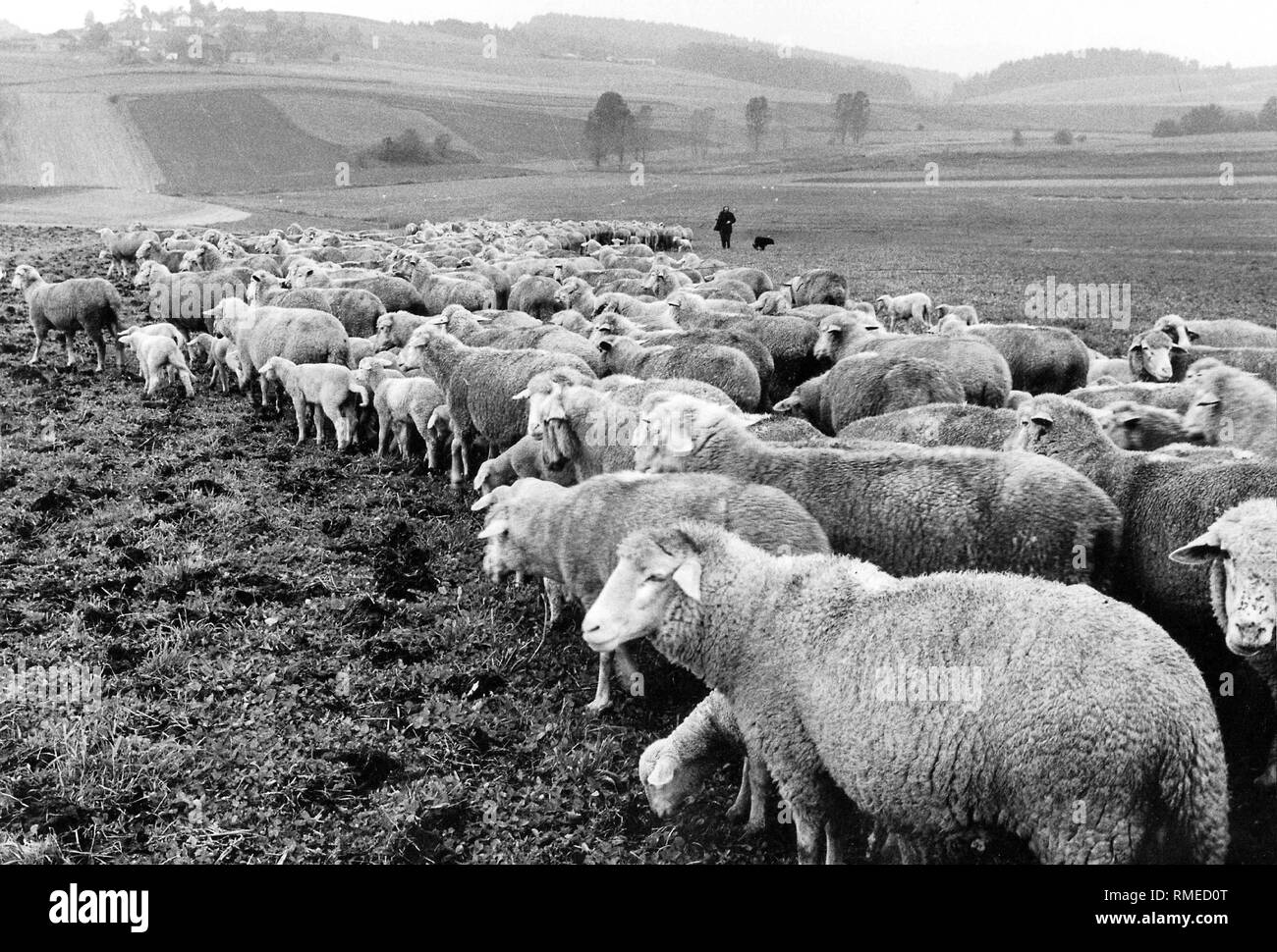 Flock grazing sheep in Black and White Stock Photos & Images - Alamy