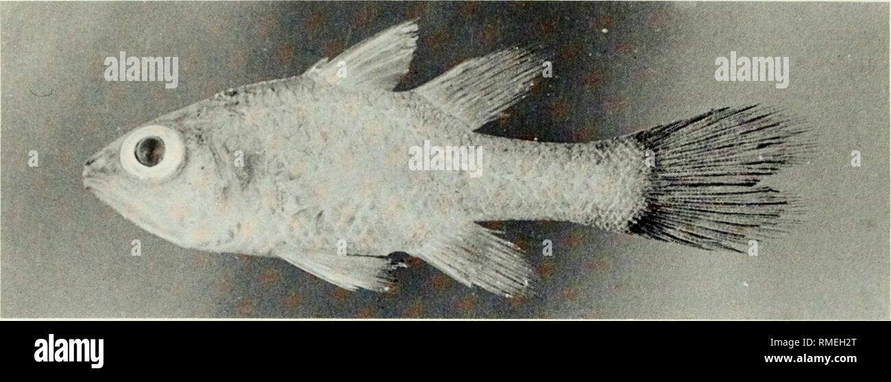 Apogon crassiceps hi-res stock photography and images - Alamy