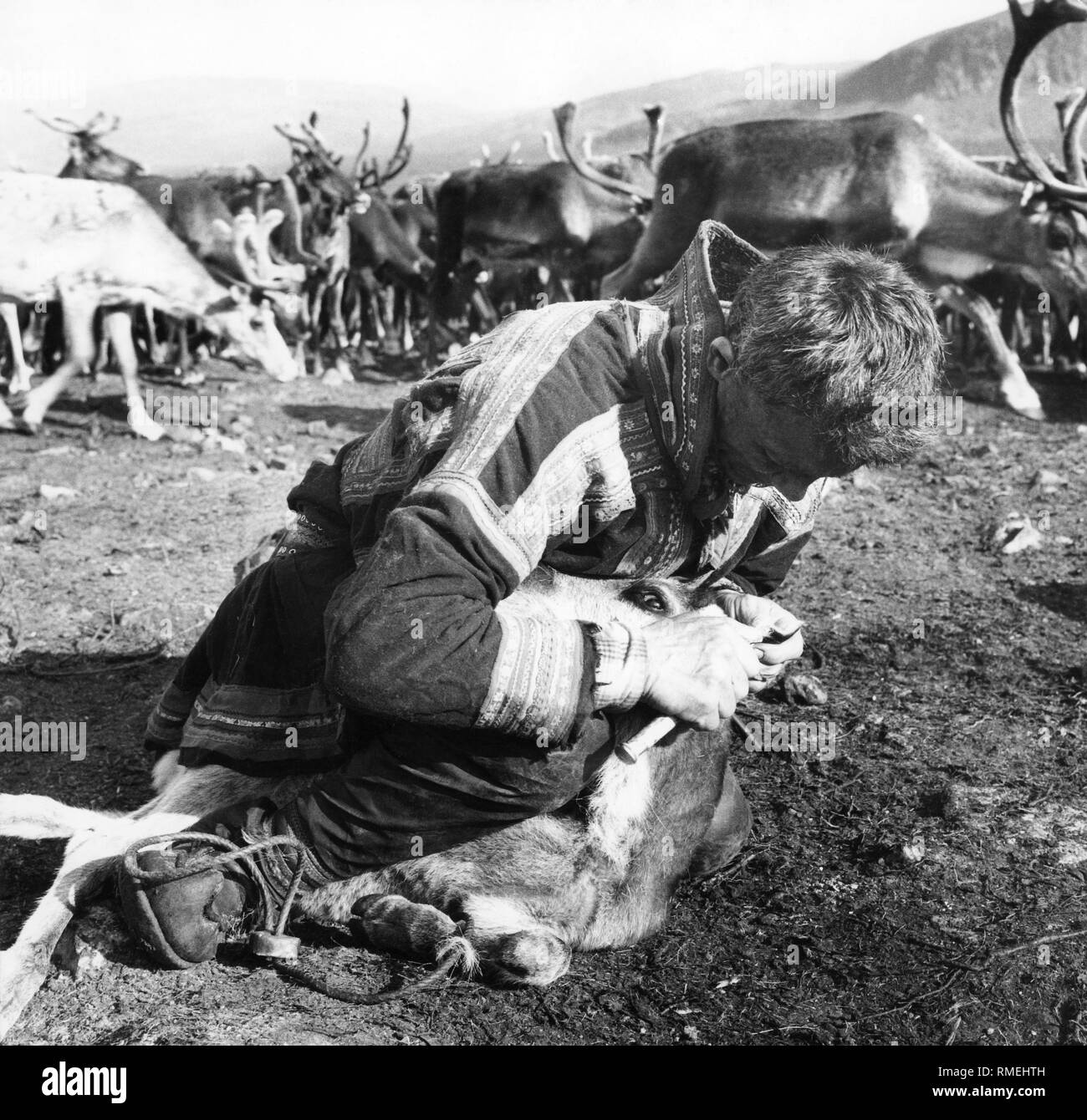 marking of reindeer, Lapland, Finland 1961 Stock Photo - Alamy