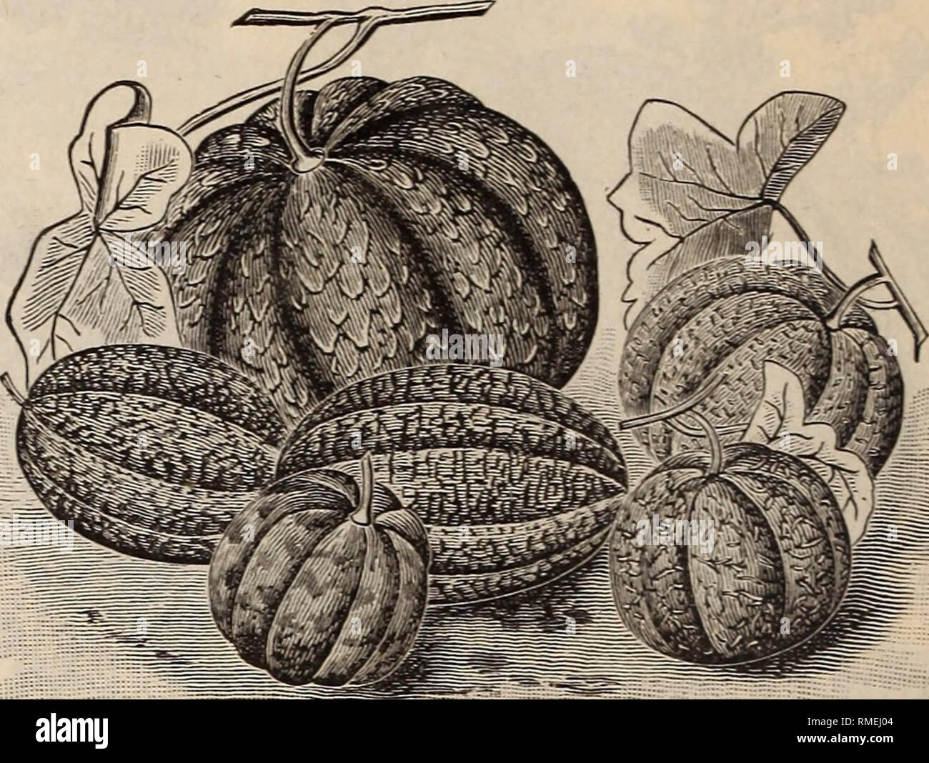 . Annual catalogue of seeds, plants, &c.. Nurseries (Horticulture ...
