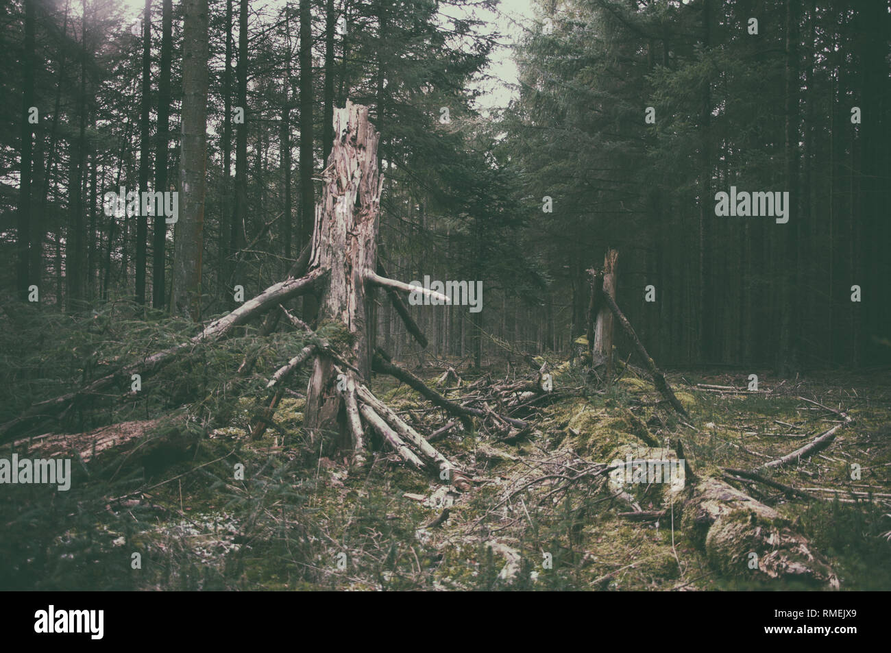Old broken tree in the woods Stock Photo - Alamy