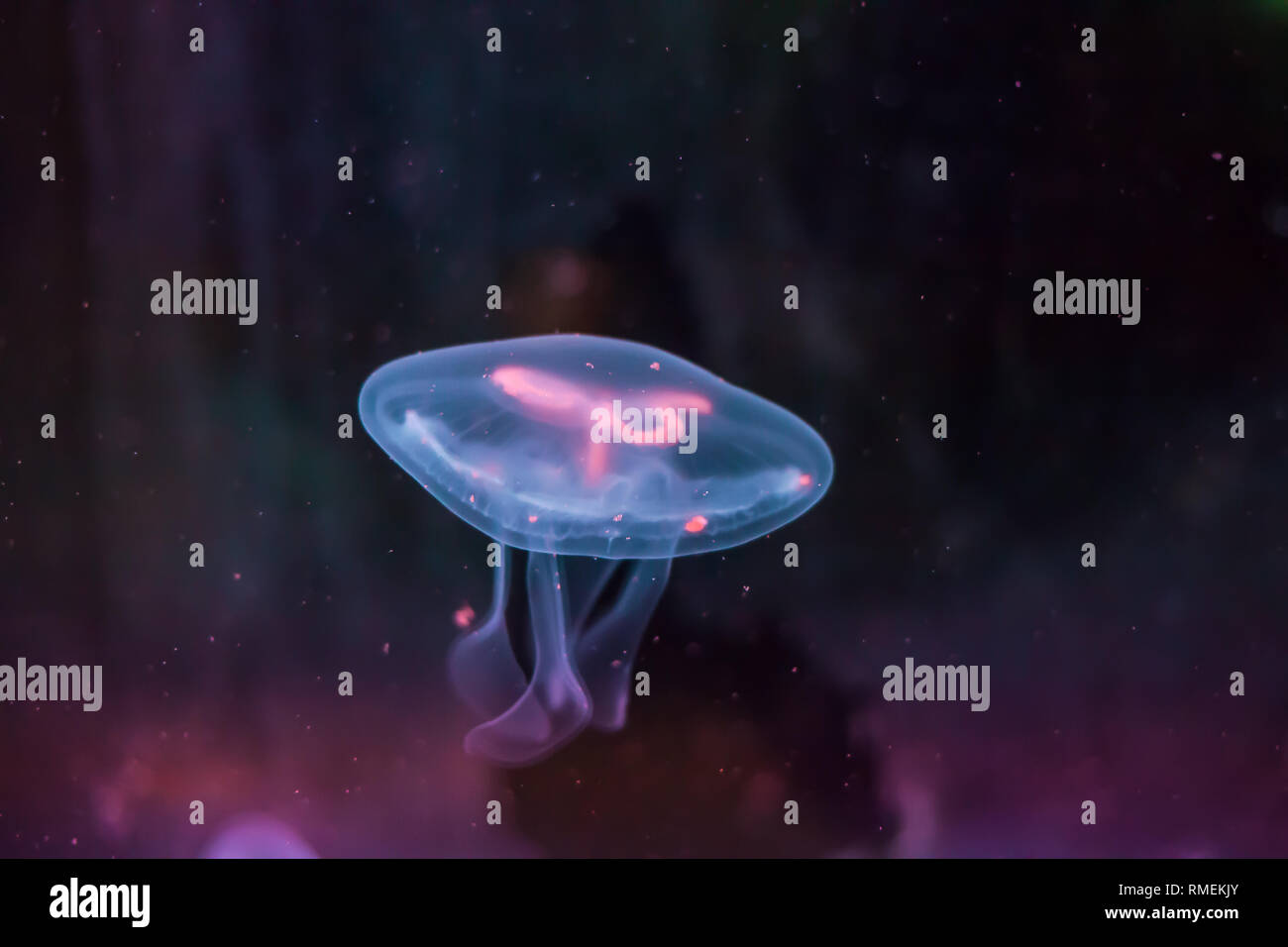 Pink jellyfish under water hi-res stock photography and images - Alamy