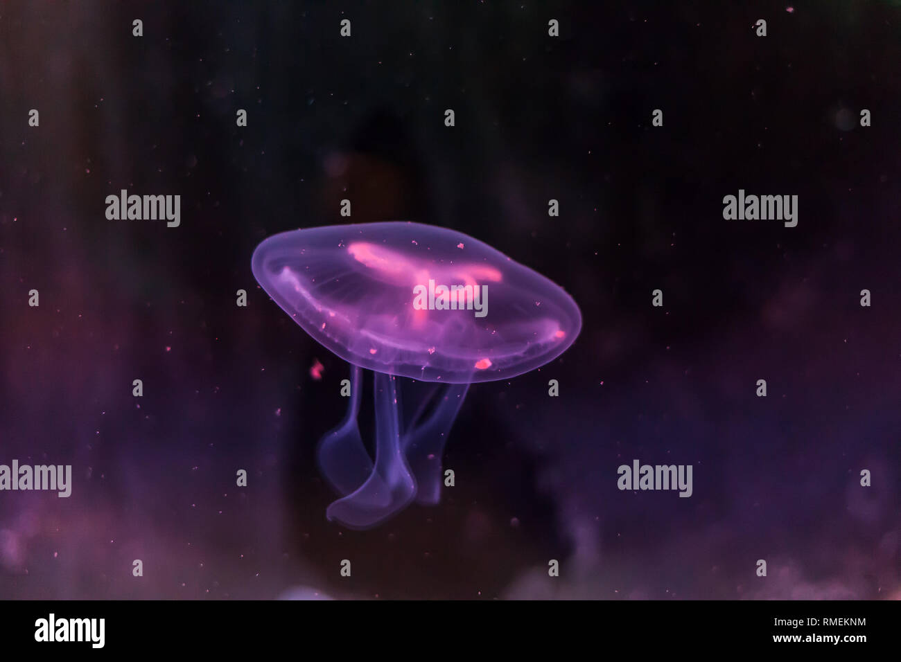 Moon jellyfish swimming in deep blue ocean. Aurella sp. common saucer ...