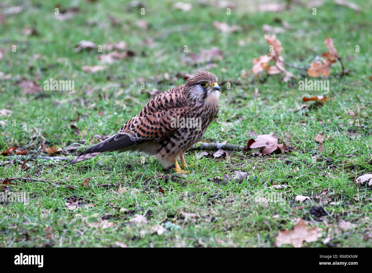Female Kestrel, f. Falconidae, Falco tinnunculus Stock Photo - Alamy