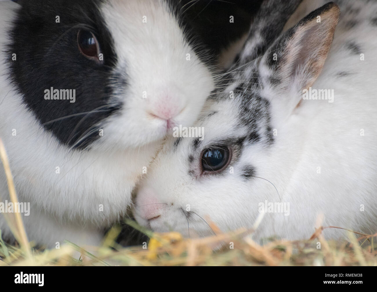 Bunnyrabbits hi-res stock photography and images - Alamy
