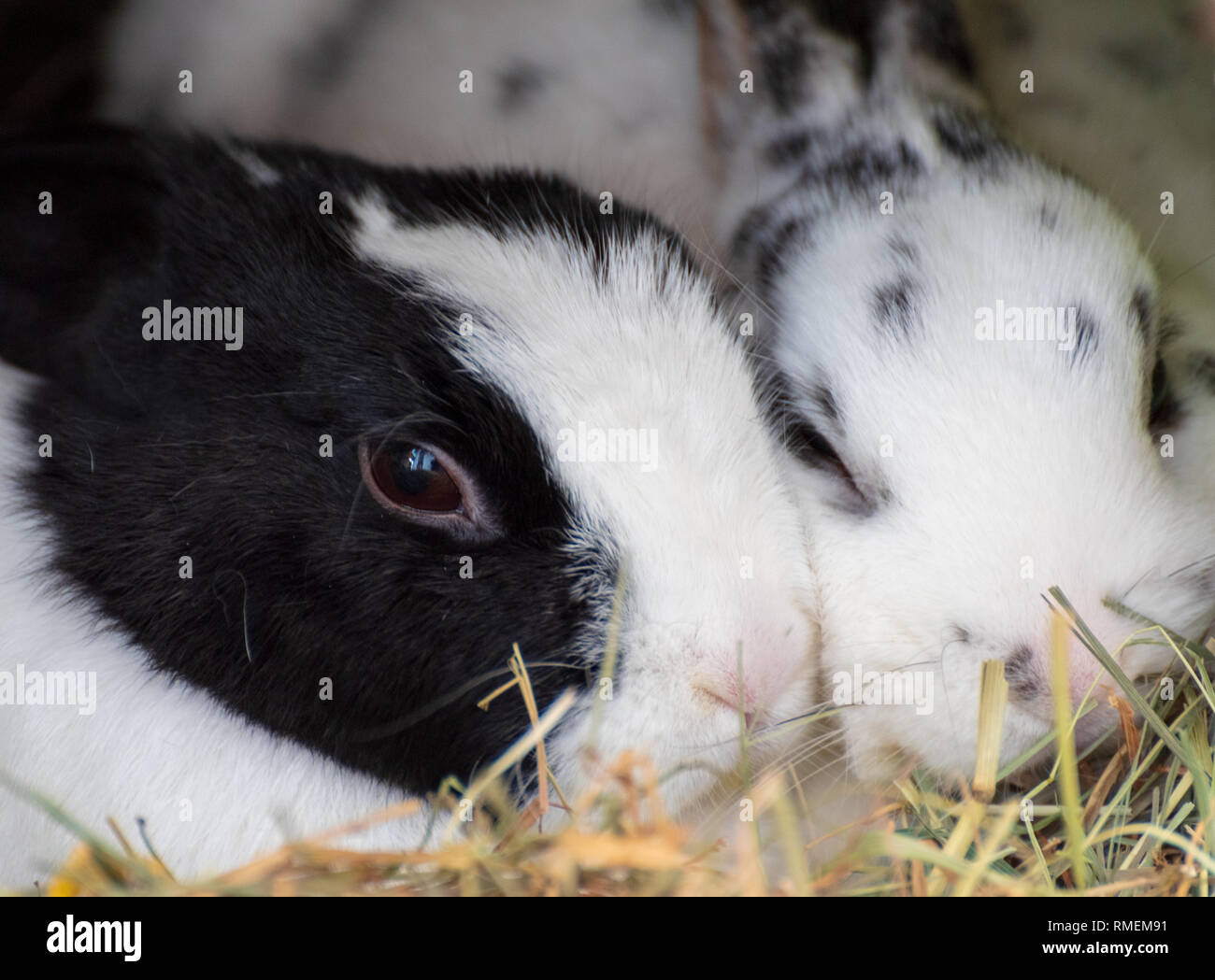 Bunnies cuddling hi-res stock photography and images - Alamy