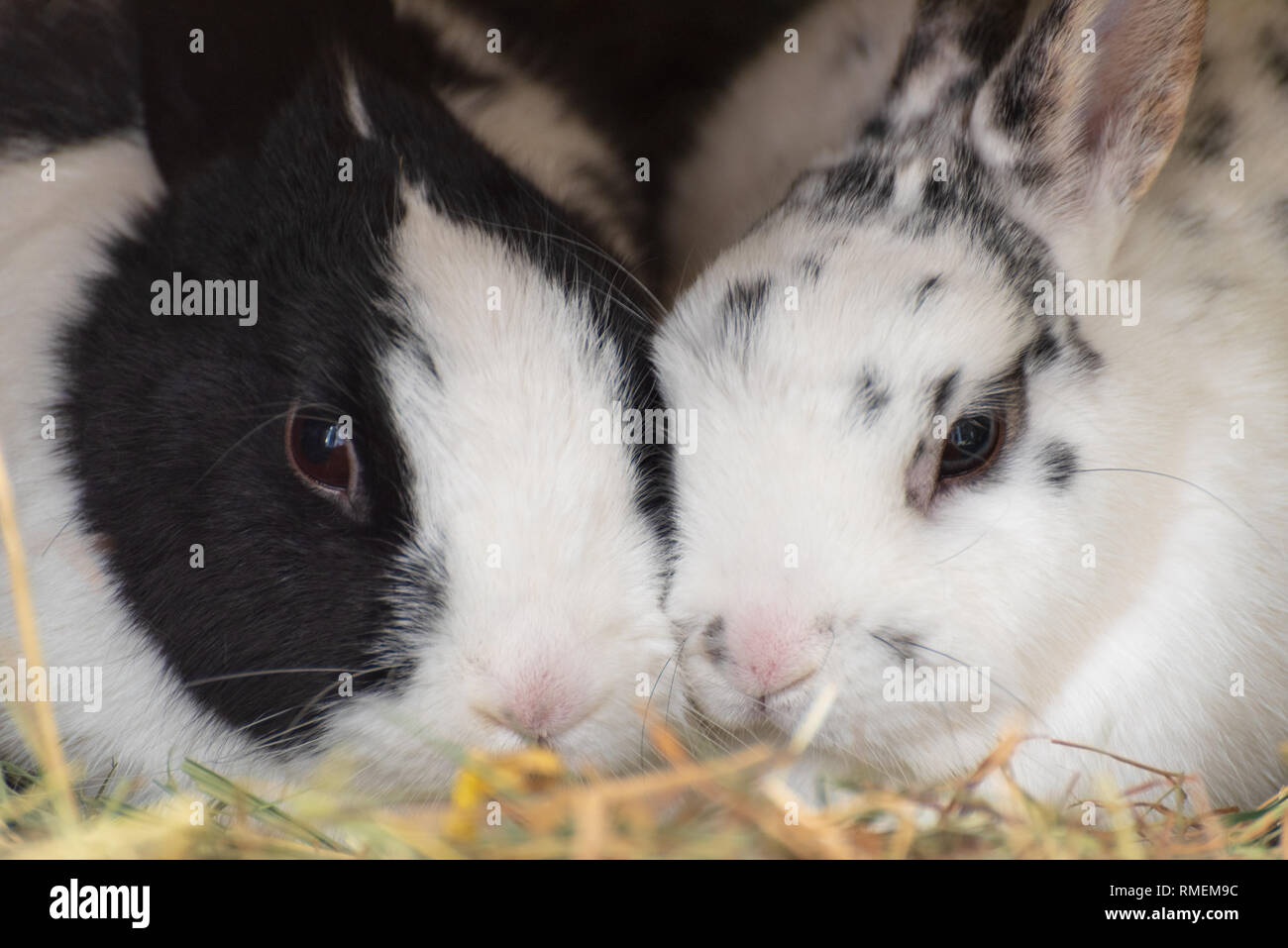 Two rabbits cuddling hi-res stock photography and images - Alamy