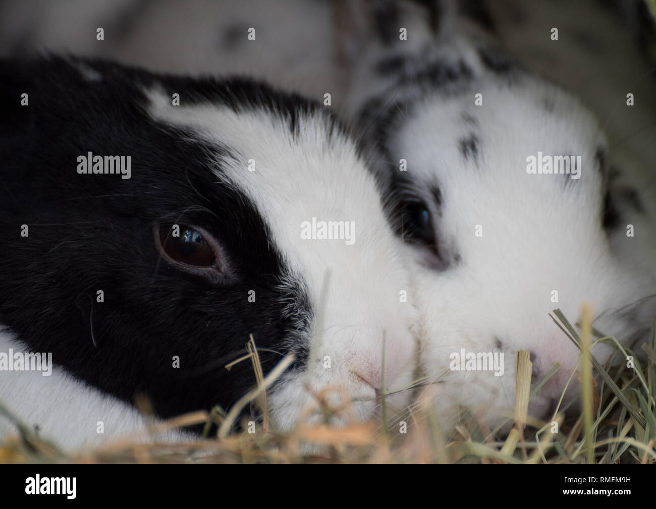 Bunnies cuddling hi-res stock photography and images - Alamy