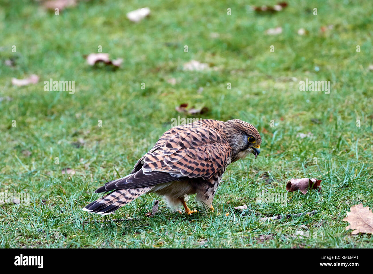 Bushy park london kestrel hi-res stock photography and images - Alamy