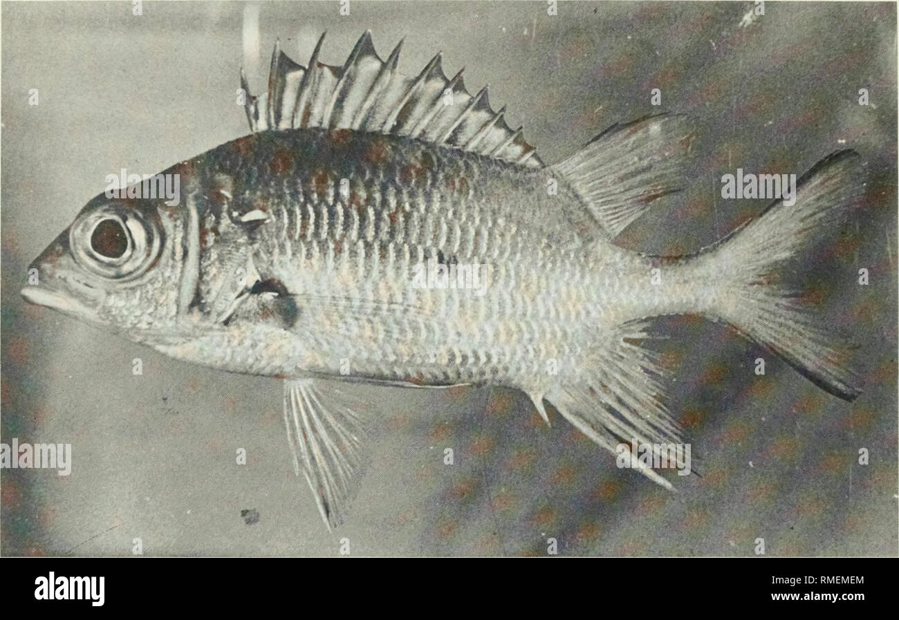 . An annotated checklist of the fishes of the Chagos Archipelago ...