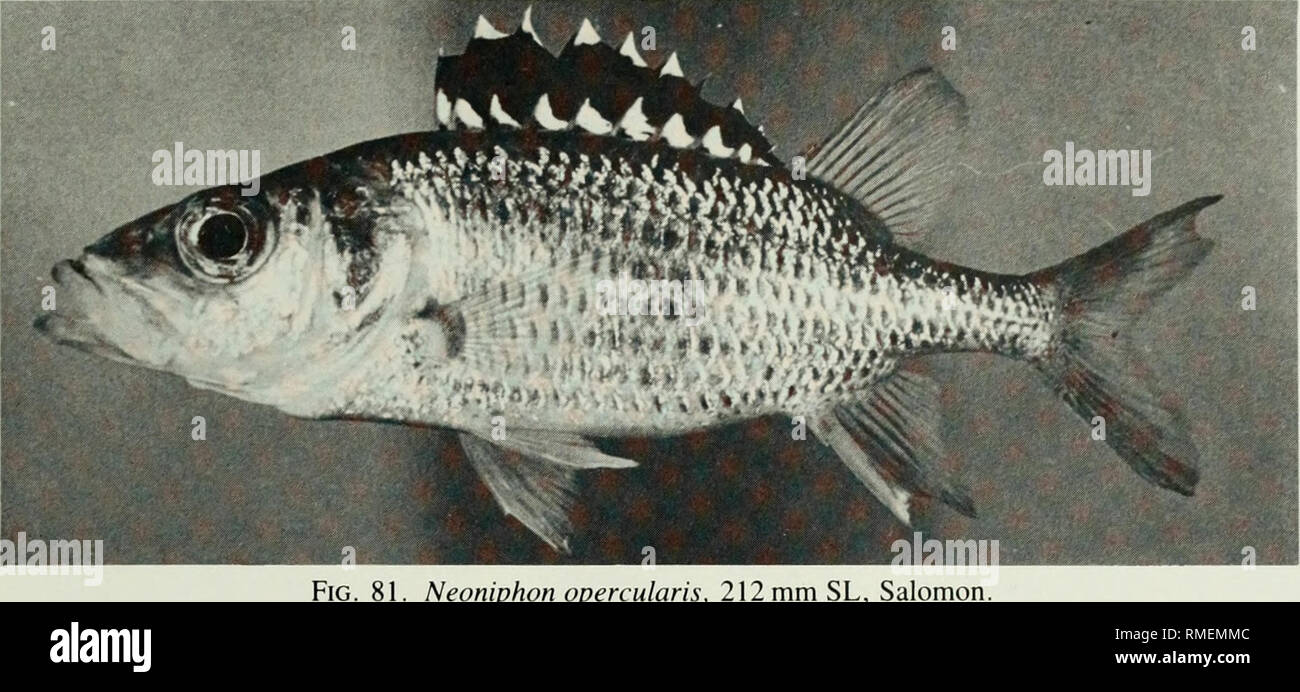 Neoniphon opercularis hi-res stock photography and images - Alamy