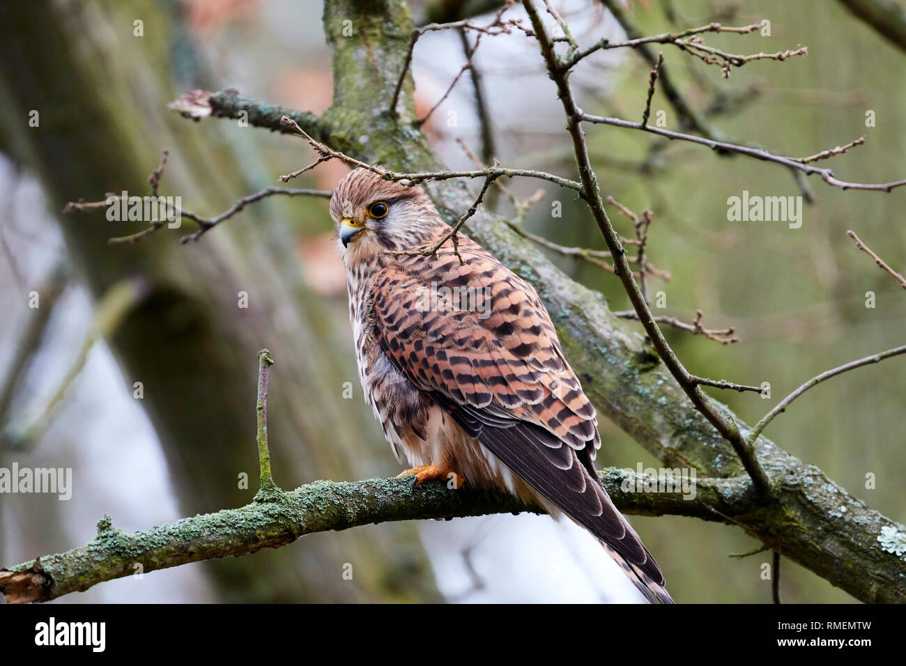 Female Kestrel, f. Falconidae, Falco tinnunculus Stock Photo - Alamy