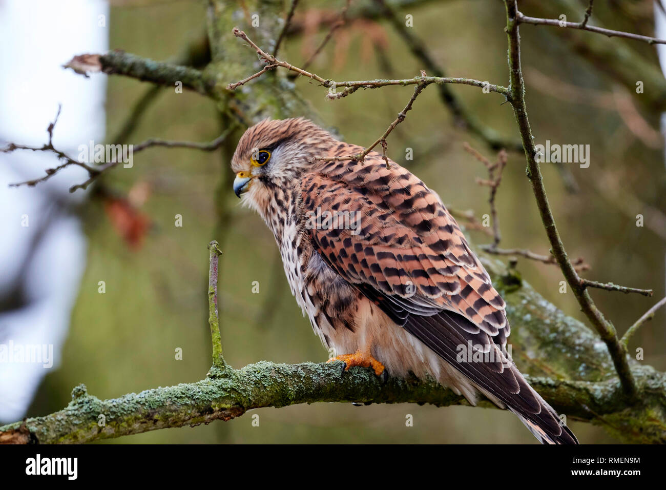 Female Kestrel, f. Falconidae, Falco tinnunculus Stock Photo - Alamy