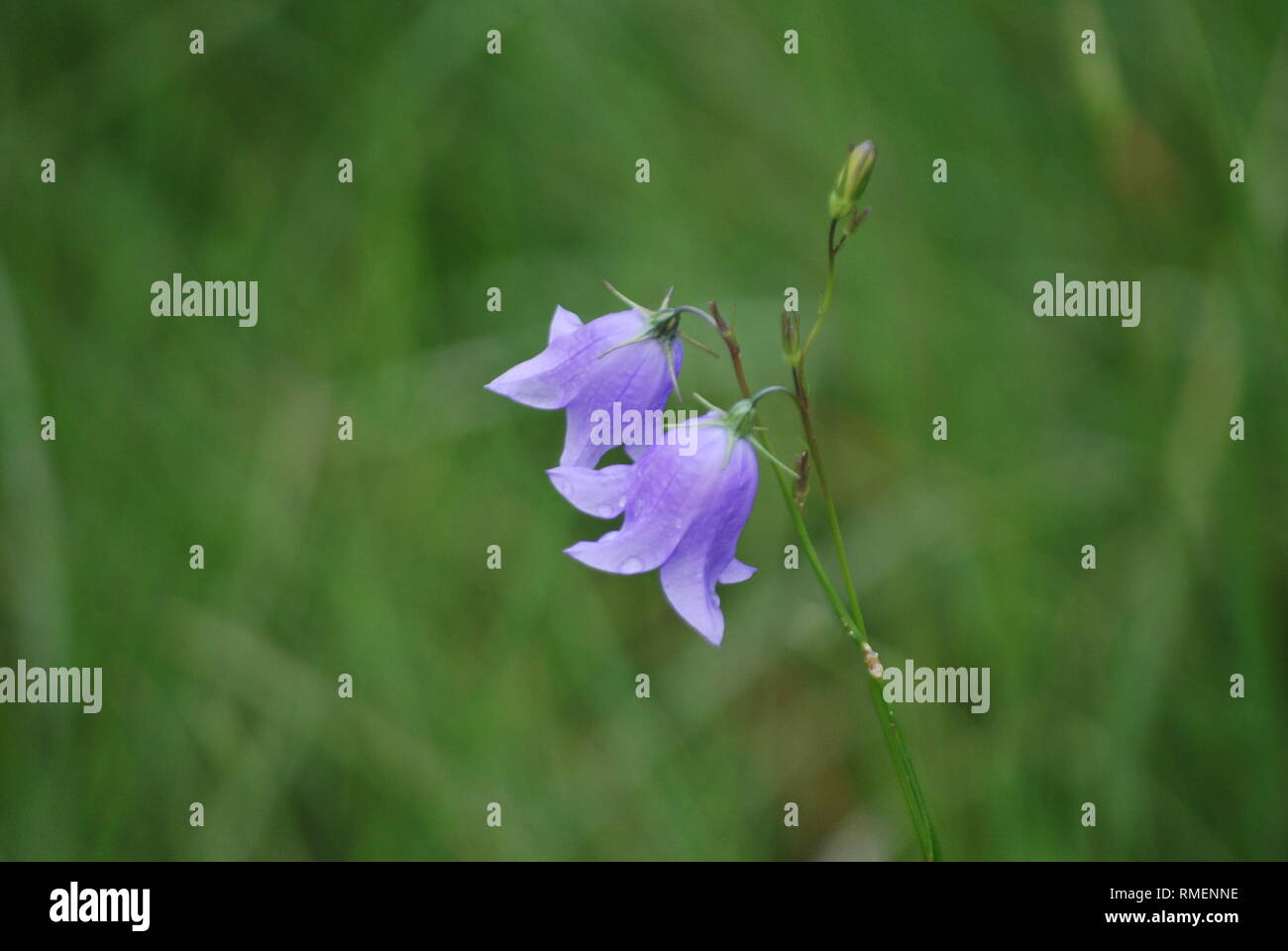 Bc wild flowers hi-res stock photography and images - Alamy