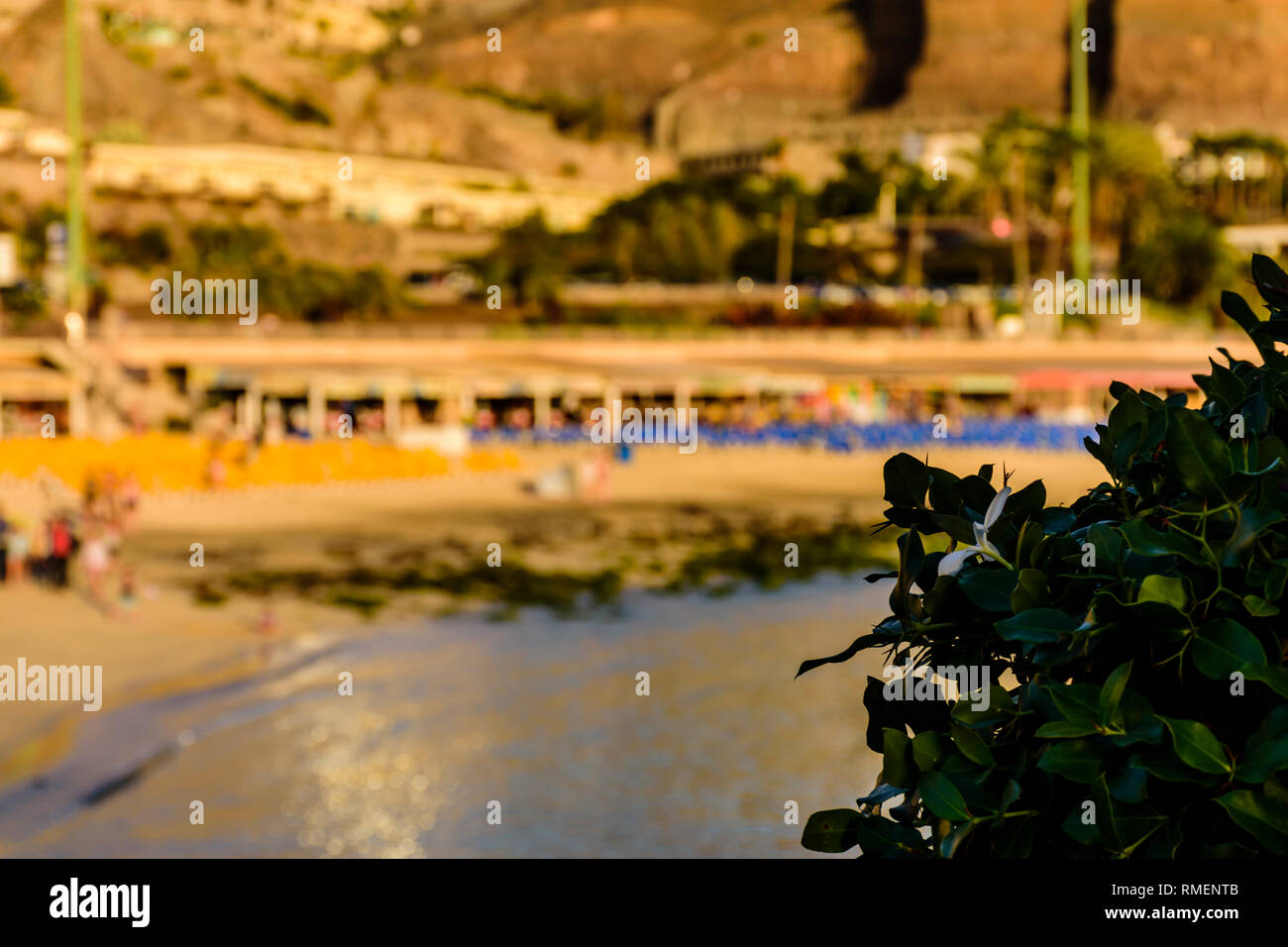 Puerto palm rico leaf hi-res stock photography and images - Alamy