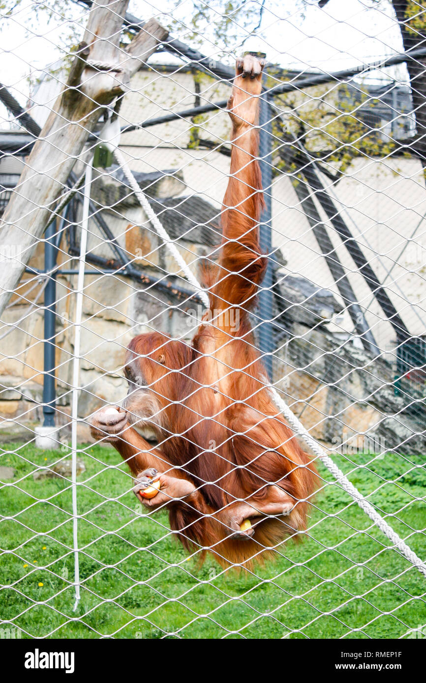 Beautiful Germany Zoo view of monkey with food Stock Photo - Alamy