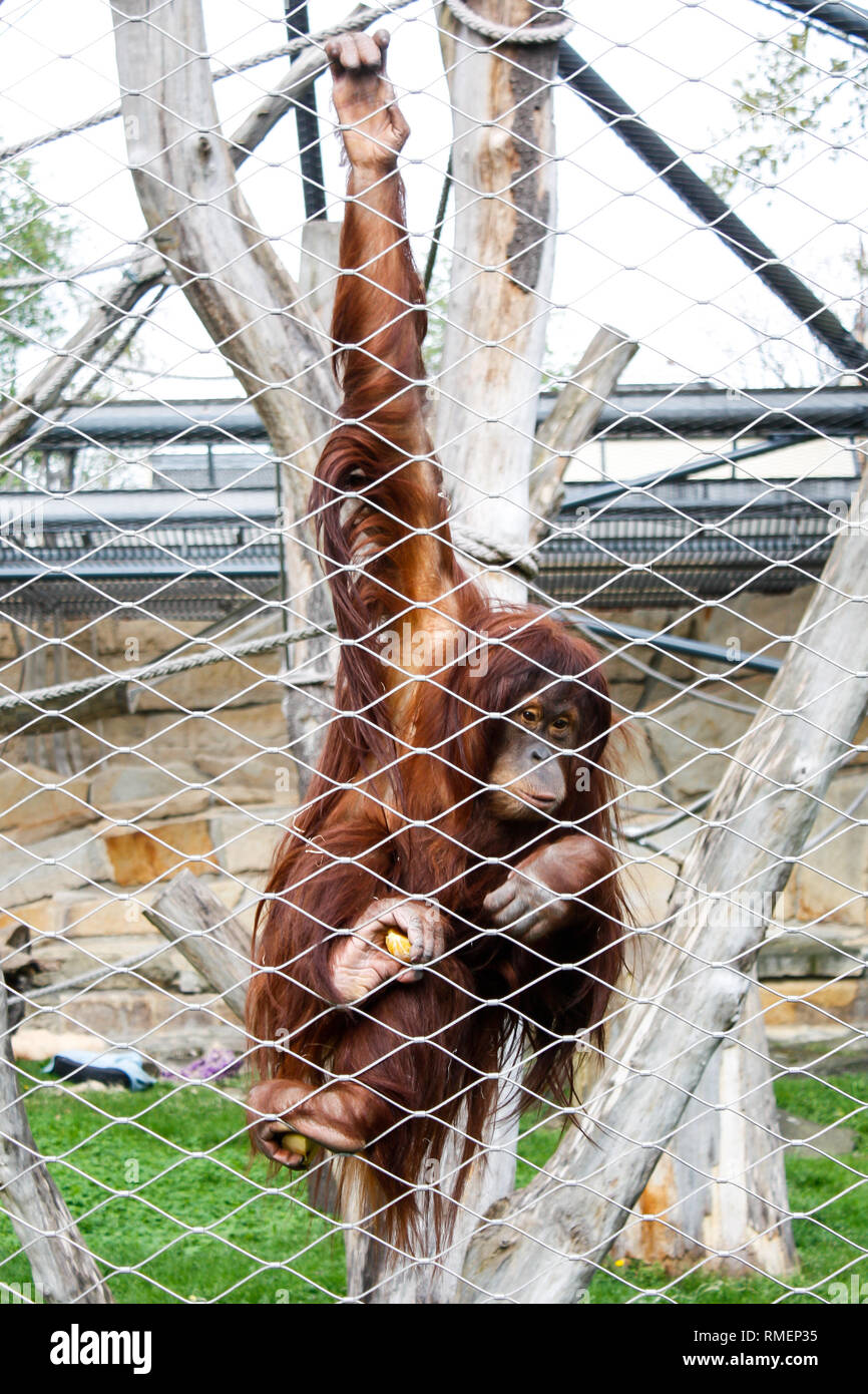 Beautiful Germany Zoo view of monkey with food Stock Photo - Alamy