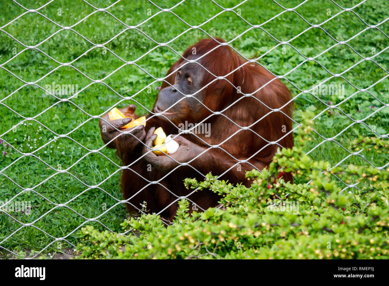 Beautiful Germany Zoo view of monkey with food Stock Photo - Alamy