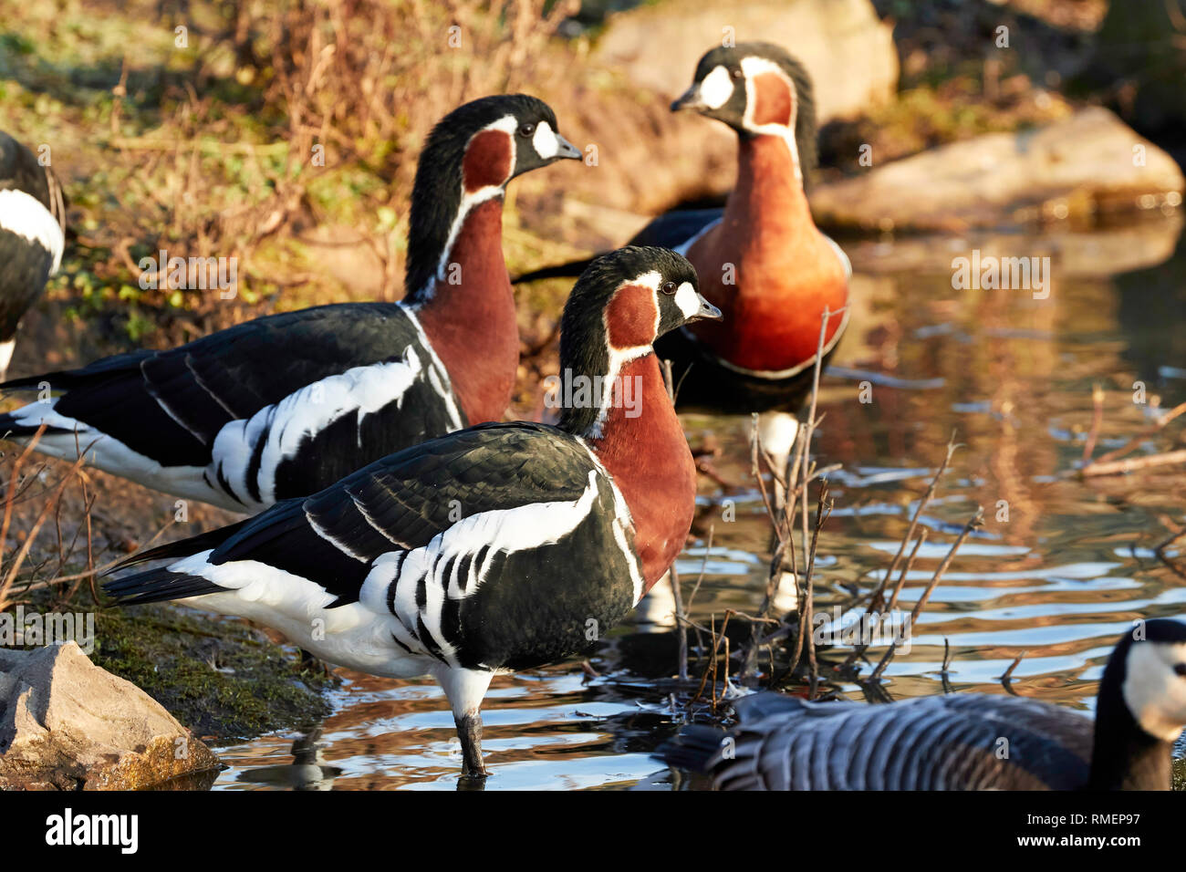 Red breasted geese hi-res stock photography and images - Alamy