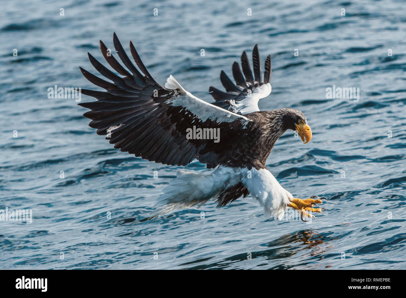 Adult Steller's sea eagle is fishing. Blue water of the ocean ...
