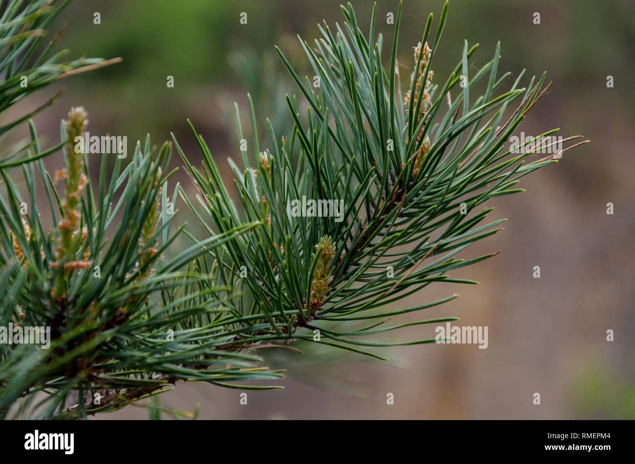 Conifer bud tree spring hi-res stock photography and images - Alamy