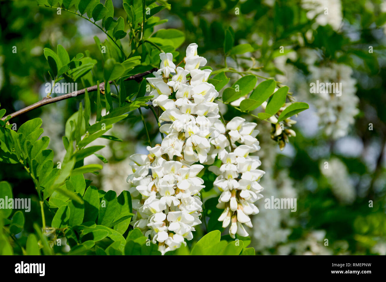 Honey Locust Flowers