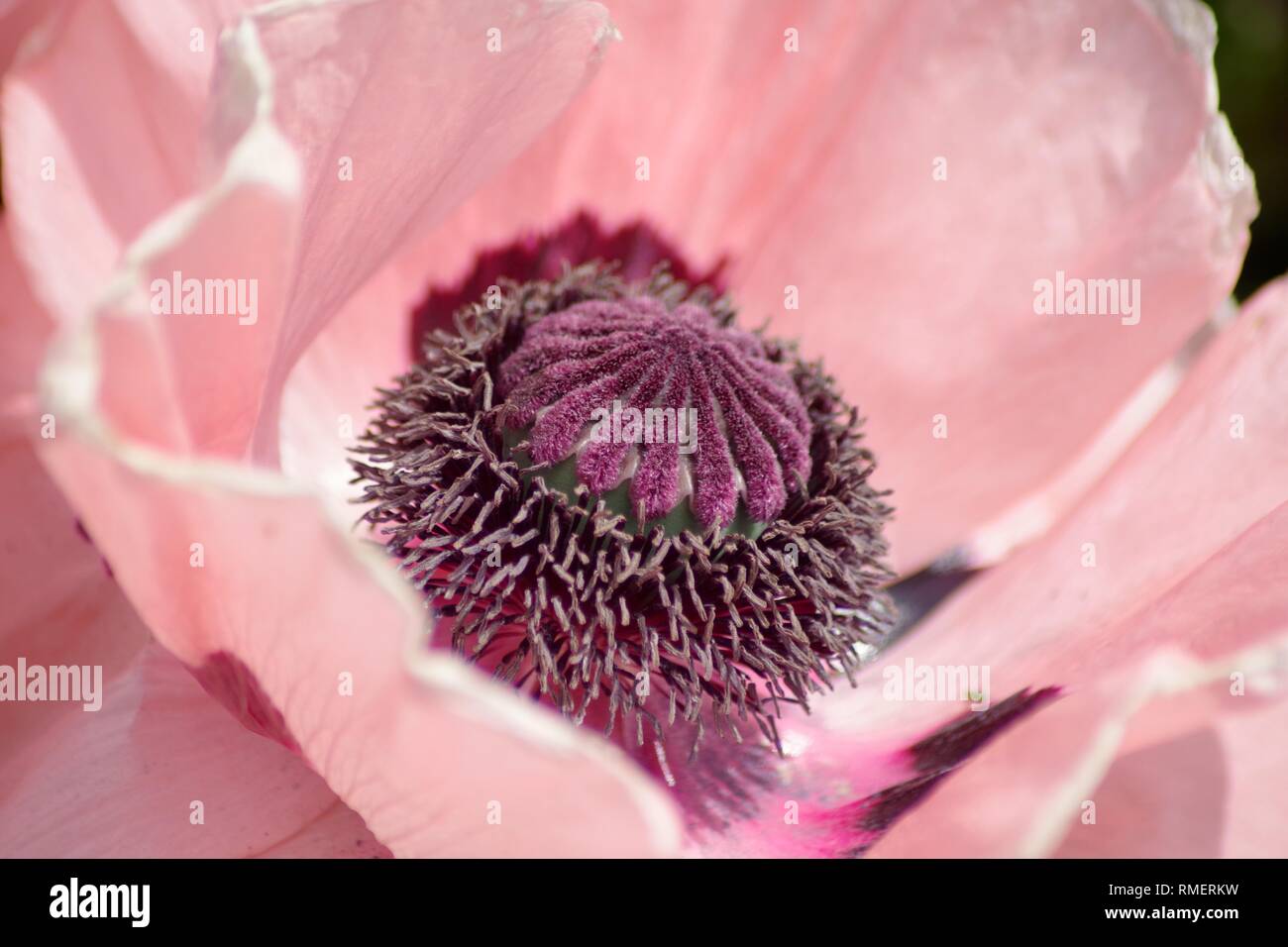 Papaver orientale ‘Princess Victoria Louise’ Large Pink Oriental Poppy ...