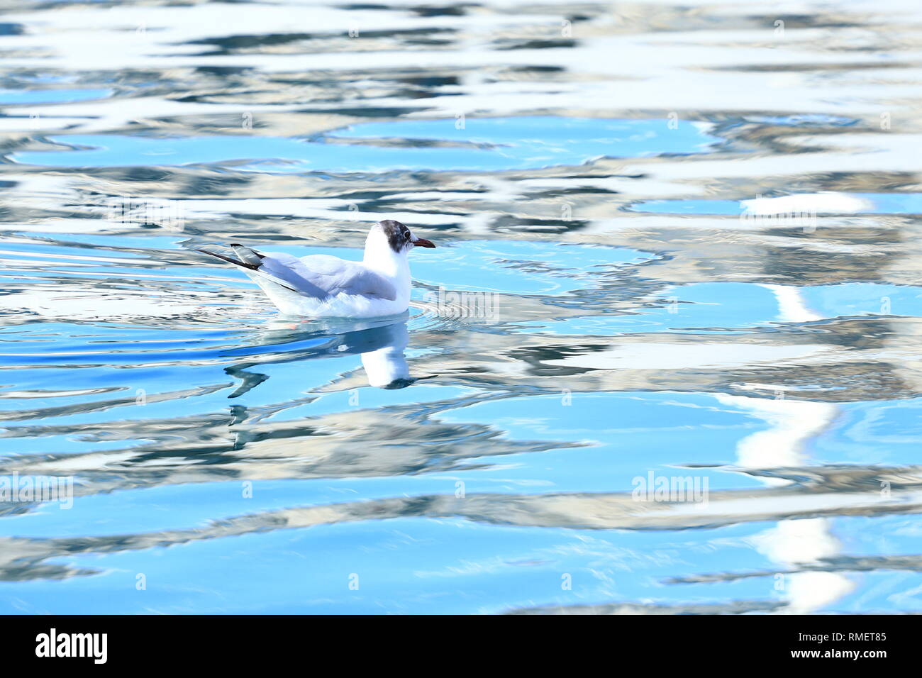 Gull on clear blue water Stock Photo - Alamy